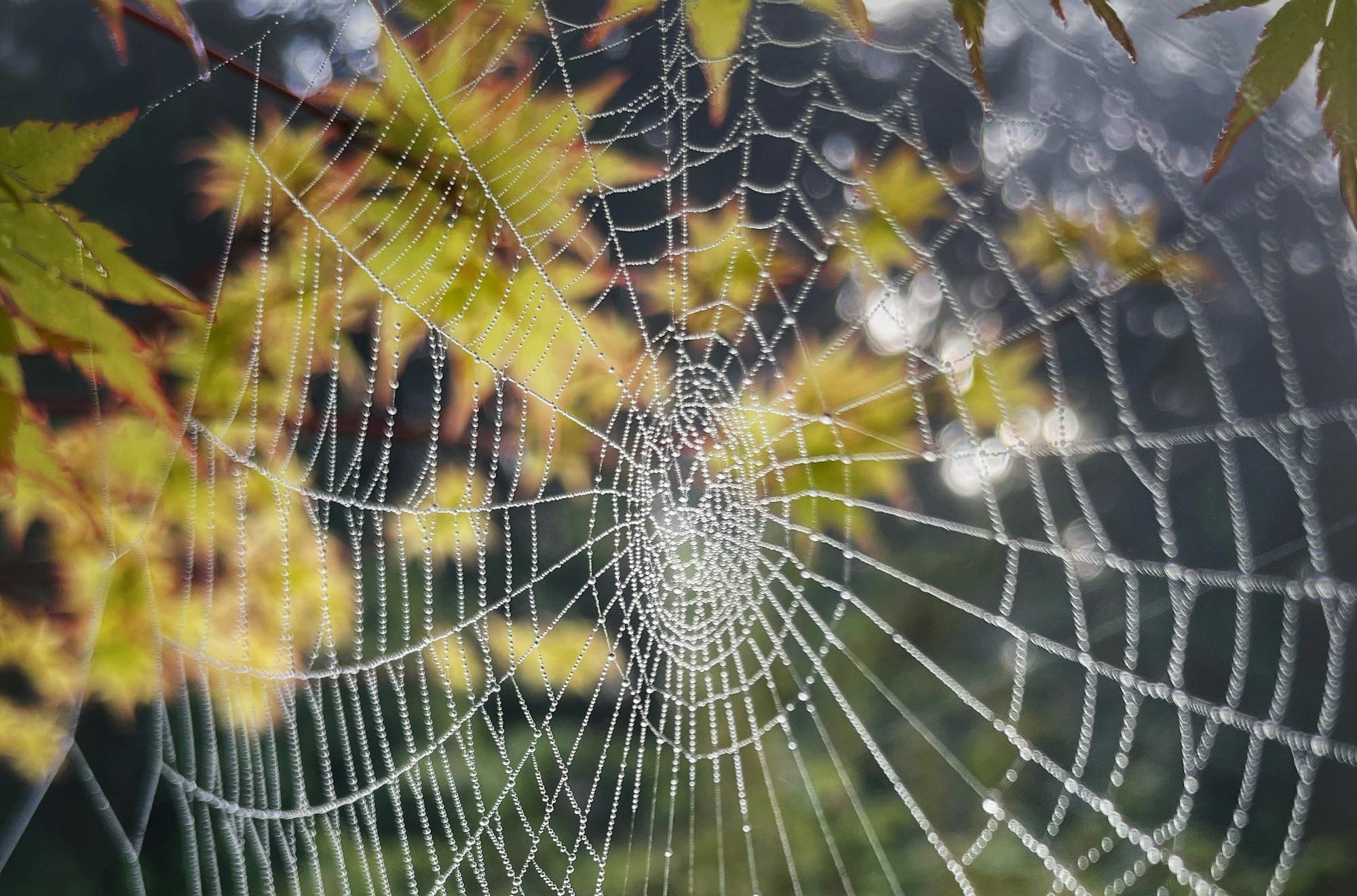 Bernardo Kastrup: With Reality in Mind