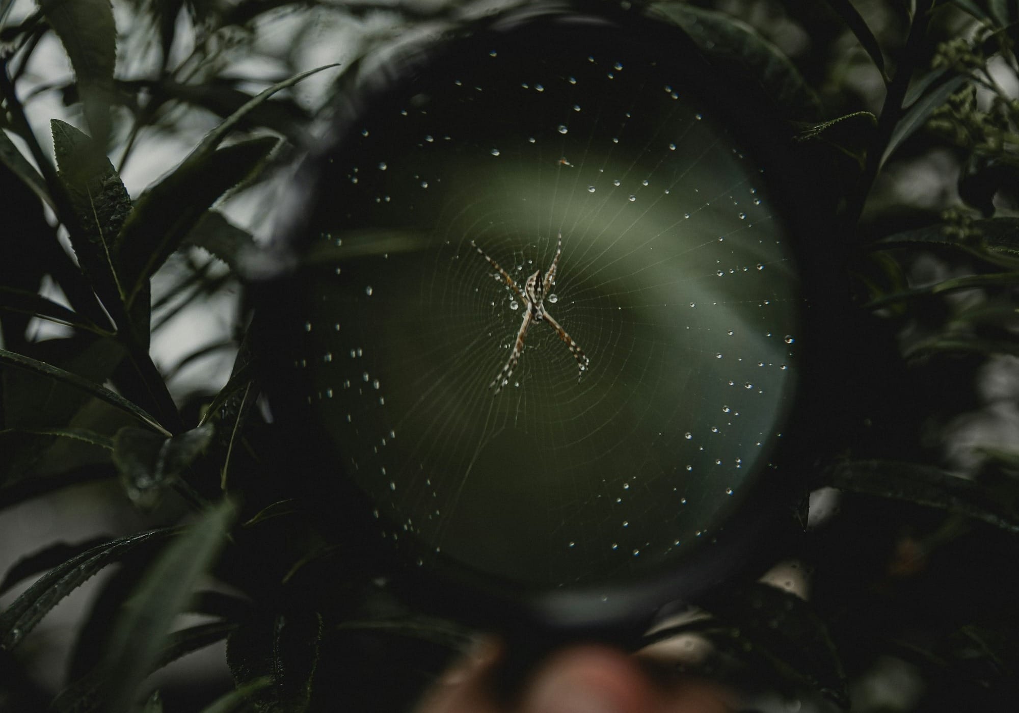 Bernardo Kastrup: With Reality in Mind